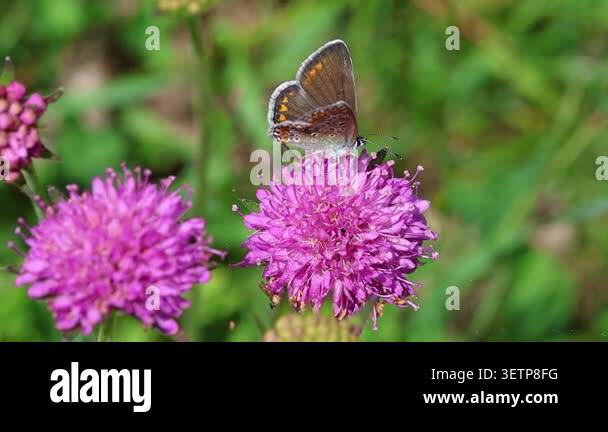 long clip of female polyommatus icarus butterfly on knautia arvensis ...