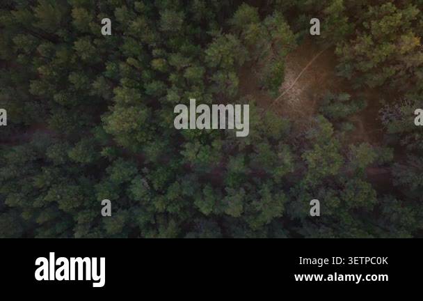 Aerial drone shot shows temperate pine woodland, a narrow dirt track ...