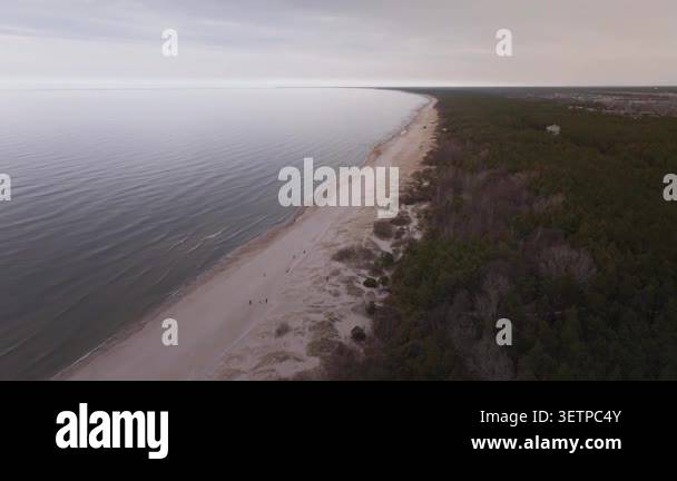 Aerial view shows pale sand, pine forest, and curved Baltic shoreline ...