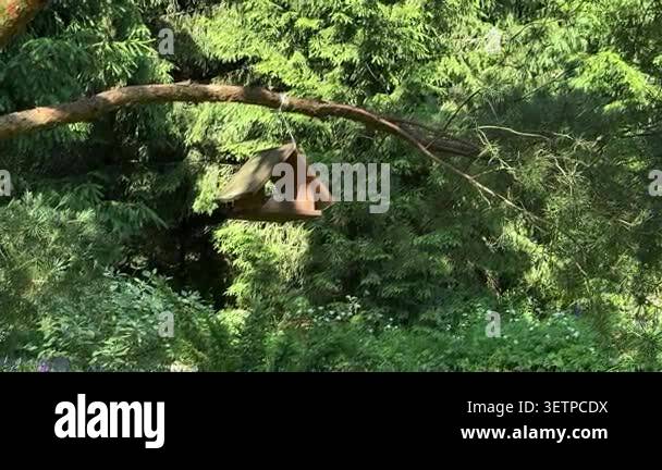 Wooden bird feeder hidden in green foliage, peaceful garden nature ...
