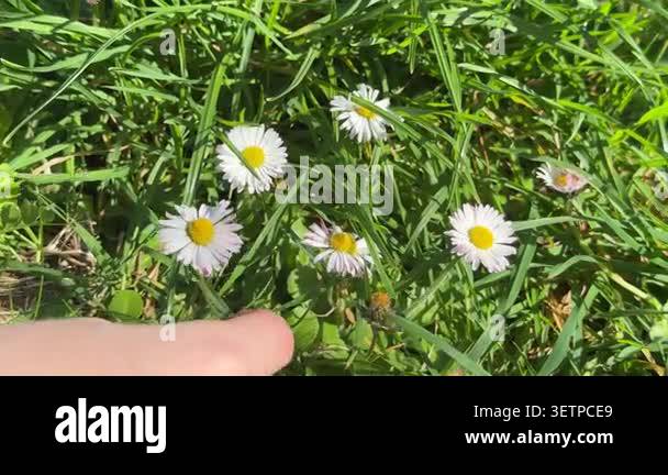 Child picking small daisies in green grass, spring meadow close up ...