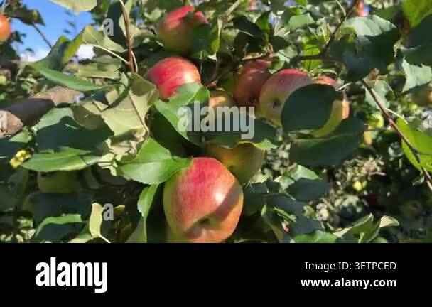Apple trees with ripe fruit in orchard, sunny agricultural landscape ...