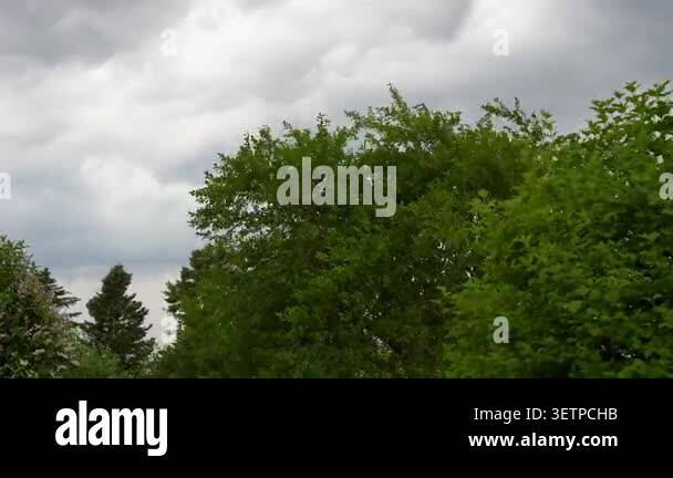 Gray storm clouds hang over lush green garden trees, hedges, and ...