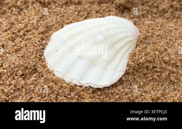 White seashell on beach sand, minimal seaside nature close up Stock ...