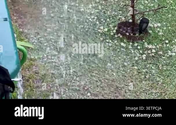 Rainwater ripples across grass near a potted tree, white clover ...