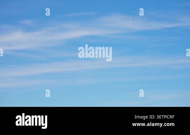 Seagulls flying against blue sky with white wispy clouds. Cinematic ...