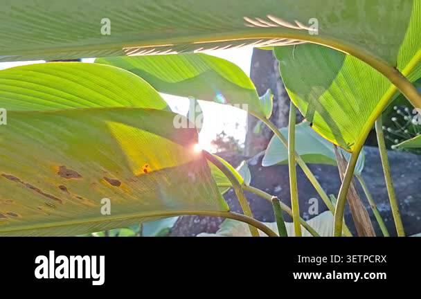 Golden Sunrise Behind Green Foliage Stock Video Footage - Alamy