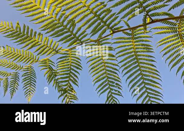 Cibotium Barometz Fern Leaves Moving in Wind Against Blue Sky Stock ...