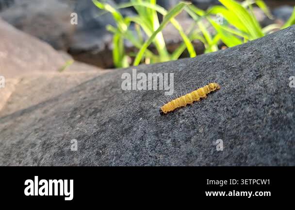 Indian Meal Moth Caterpillar, Plodia Interpunctella Crawling on Black ...