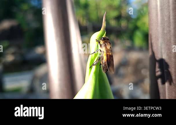 Giant Honey Bees Apis Dorsata Collecting Energy in Morning Sun Stock ...
