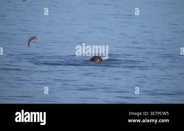 Harbor seal throwing parts of giant pacific octopus away while feeding ...