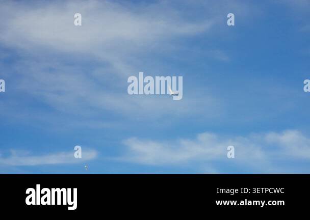 Pair of white seagulls gliding high in a bright blue sky with wispy ...