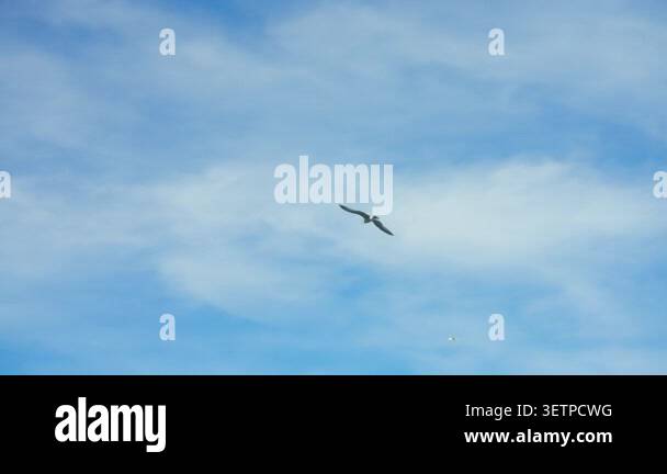 White seagulls soaring through a bright blue sky with wispy clouds ...