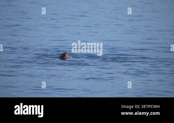Wild seals hunting and feeding on a giant pacific octopus in the blue ...