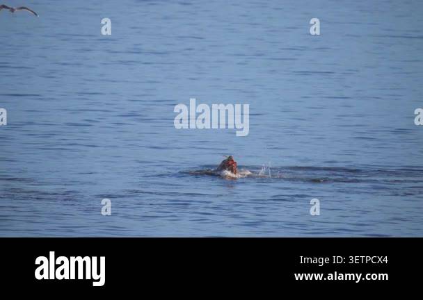 Giant pacific octopus being eaten by a wild harbor seal in the ocean ...
