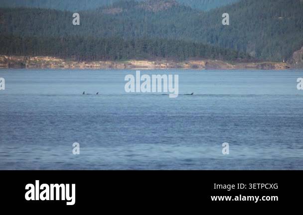 Pod of killer whales swimming in the calm blue waters of a coastal bay ...