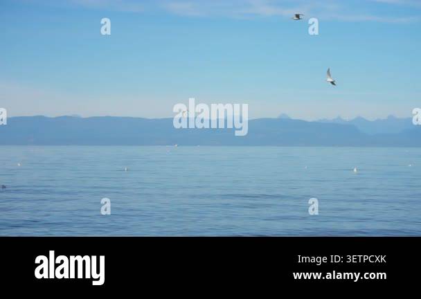 White seagulls flying over calm blue sea water with coastal mountains ...