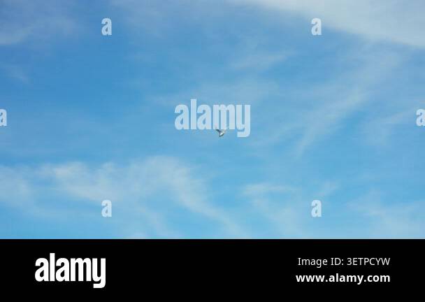 White seagull gliding high in a bright blue sky with wispy clouds ...