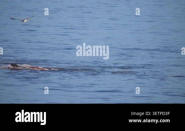 Harbor seal resurfacing from the ocean with giant pacific octopus in ...
