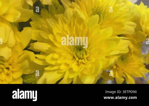 Macro horizontal shot of a vibrant yellow chrysanthemum bouquet ...