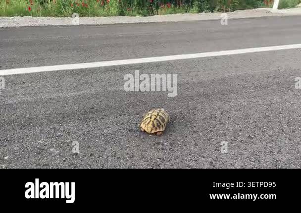 High angle horizontal view of a small wild tortoise slowly crawling ...