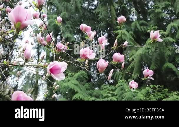 Blooming pink magnolia bush branches in spring low angle view. Nature ...