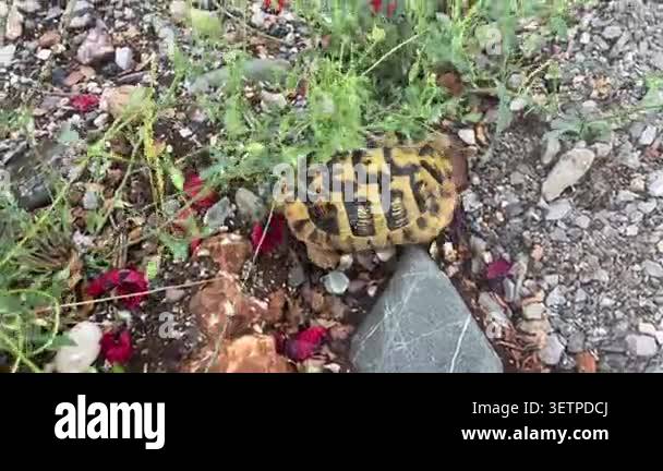 High angle horizontal macro shot of a small wild tortoise crawling ...