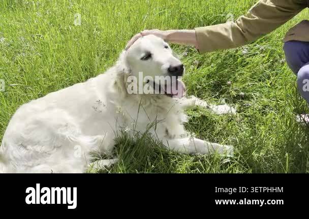 Human hand gently stroking and patting joyful fog golden retriever on ...