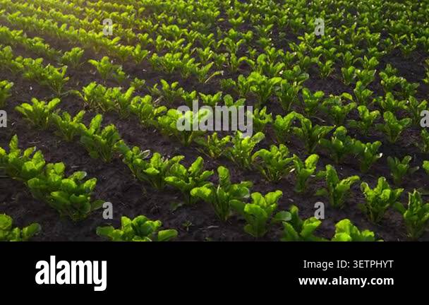 Green rows of young sugar beet plants growing in a cultivated ...