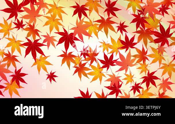Vibrant Autumn Maple Leaves Falling 4K Stock Video Footage - Alamy