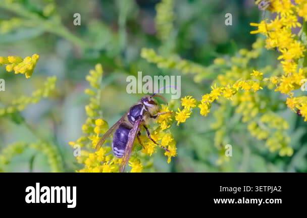 Bald-Faced Hornet on Yellow Bloom in Summer Sun Macro Video Stock Video ...