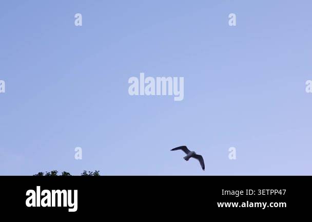 Majestic seagull soaring gracefully with its wings spread against a ...
