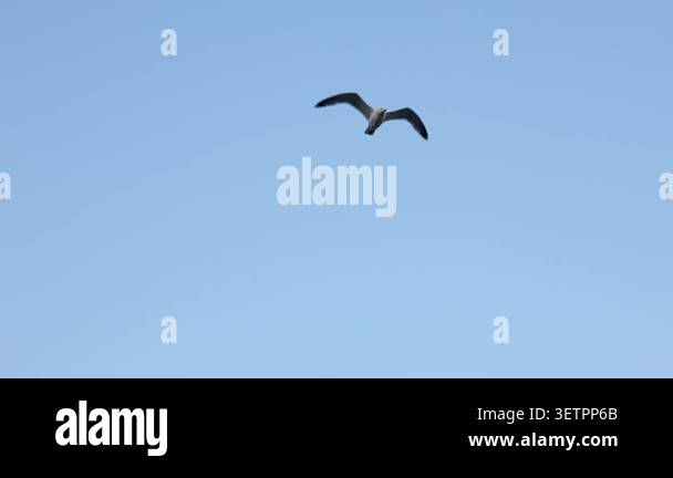 One majestic seagull soaring and gliding peacefully across a clear blue ...
