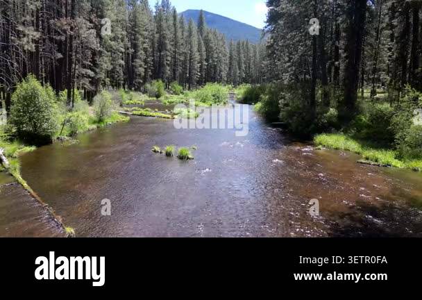 Clear spring-fed waters of the Metolius River flow through a dense ...