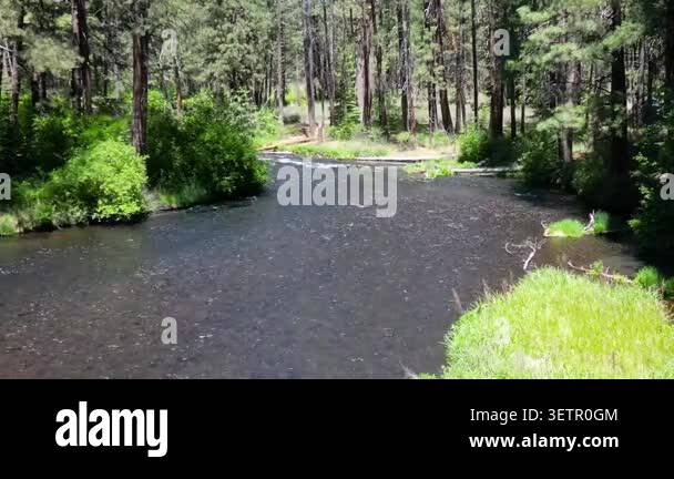Aerial Drone View of Metolius River Through Evergreen Forest Stock ...