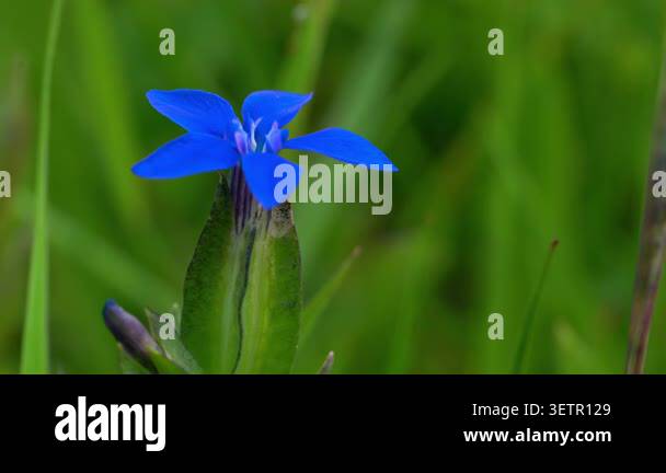 Snow Gentian in natural ambient (Gentiana nivalis Stock Video Footage ...