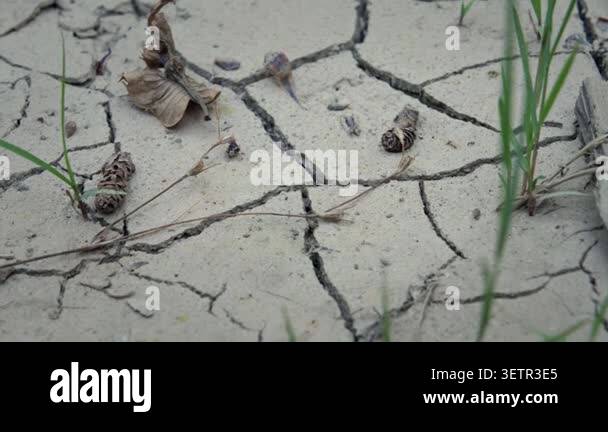 Barren landscape with parched ground and dried leaves from intense heat ...