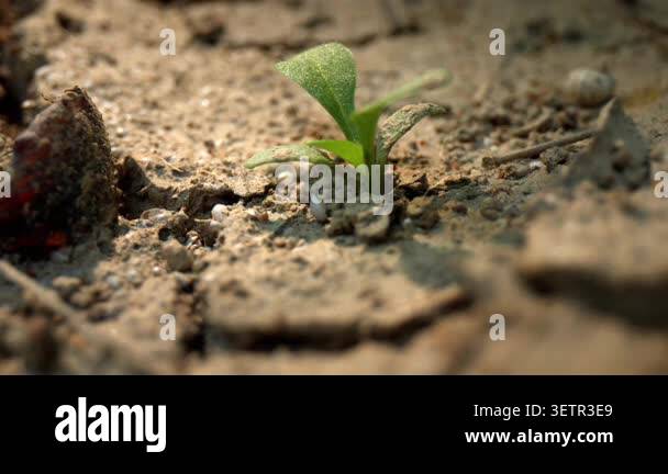 Small green sprout emerging through arid parched earth during climate ...