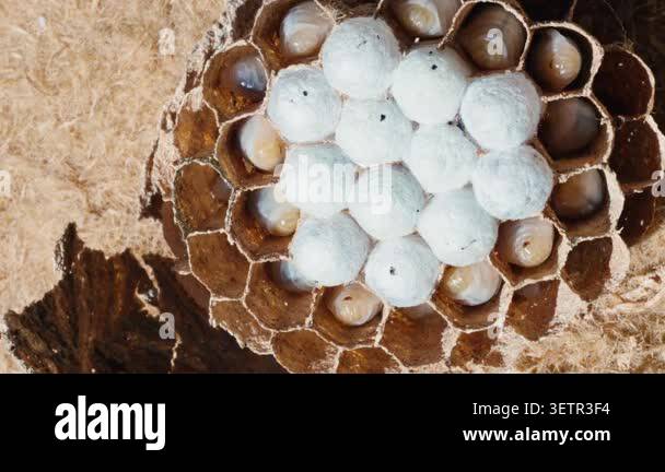 Hornet larvae and white capped cells within a paper nest comb. Detailed ...