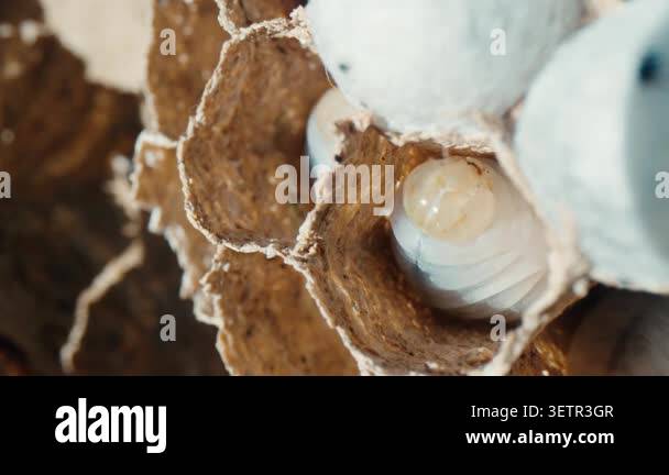 Hornet larva seen in extreme detail inside a hexagonal cell of a ...