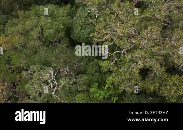 Lush Tropical Rainforest of Borneo, Asia. Mountain mossy Dense tropical ...