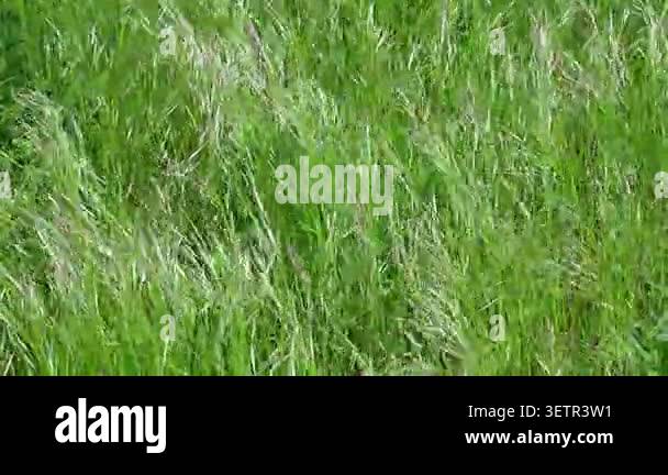 A gentle breeze ripples through a vibrant green field of long meadow ...