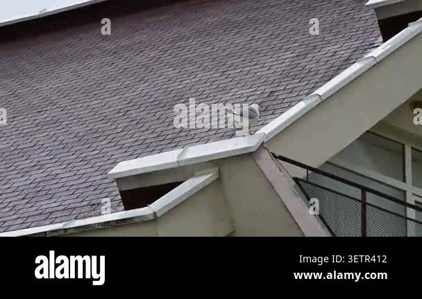 a seagull perched on the edge of a building roof before taking flight ...