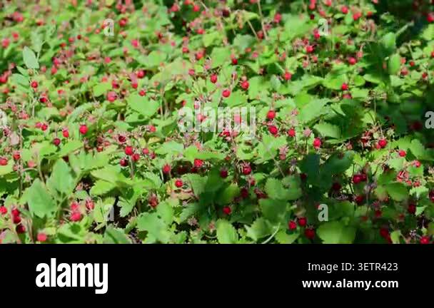 A lush patch of wild strawberries features many ripe, red berries ...