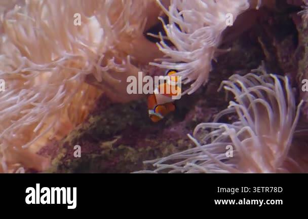 Vibrant orange clownfish, Amphiprion ocellaris swimming among the ...