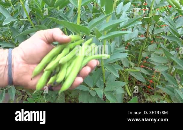 Gardener displaying a fresh harvest of organic broad beans (Vicia faba ...