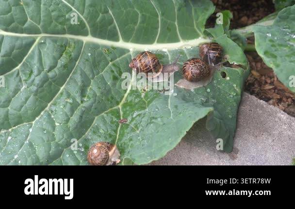 Multiple snails infesting organic cabbage crops, devouring green ...