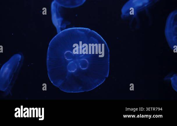Translucent moon jellyfish, Aurelia aurita floating gracefully in deep ...