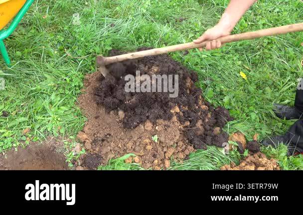 Gardener blending rich topsoil with organic composted manure using a ...