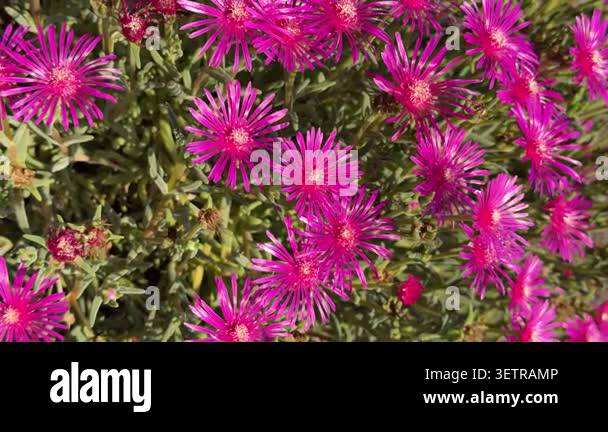 Vibrant pink ice plant flowers, also known as delosperma cooperi ...